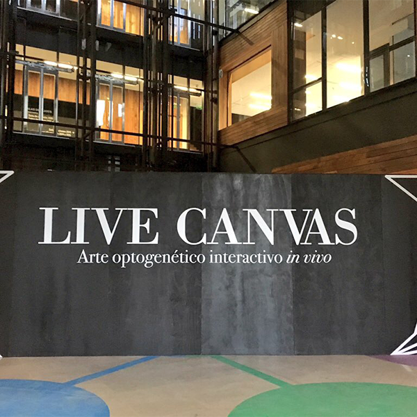Live Canvas: fotografías reproducidas gracias a un hongo se toman el ...